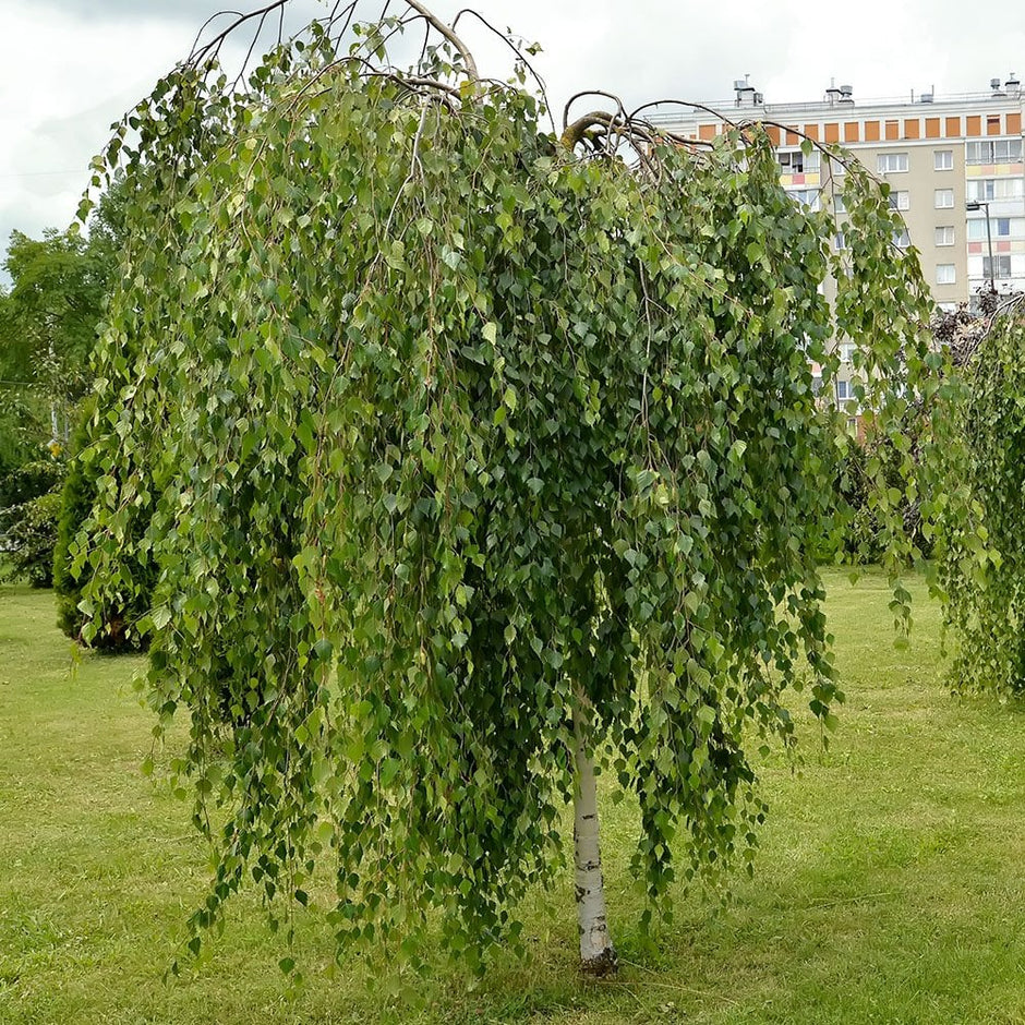 Birch Trees | Betula Trees For Sale | Ornamental Trees