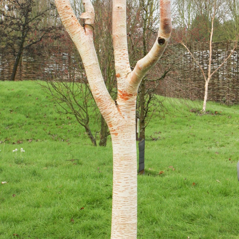 Birch Trees | Betula Trees For Sale | Ornamental Trees