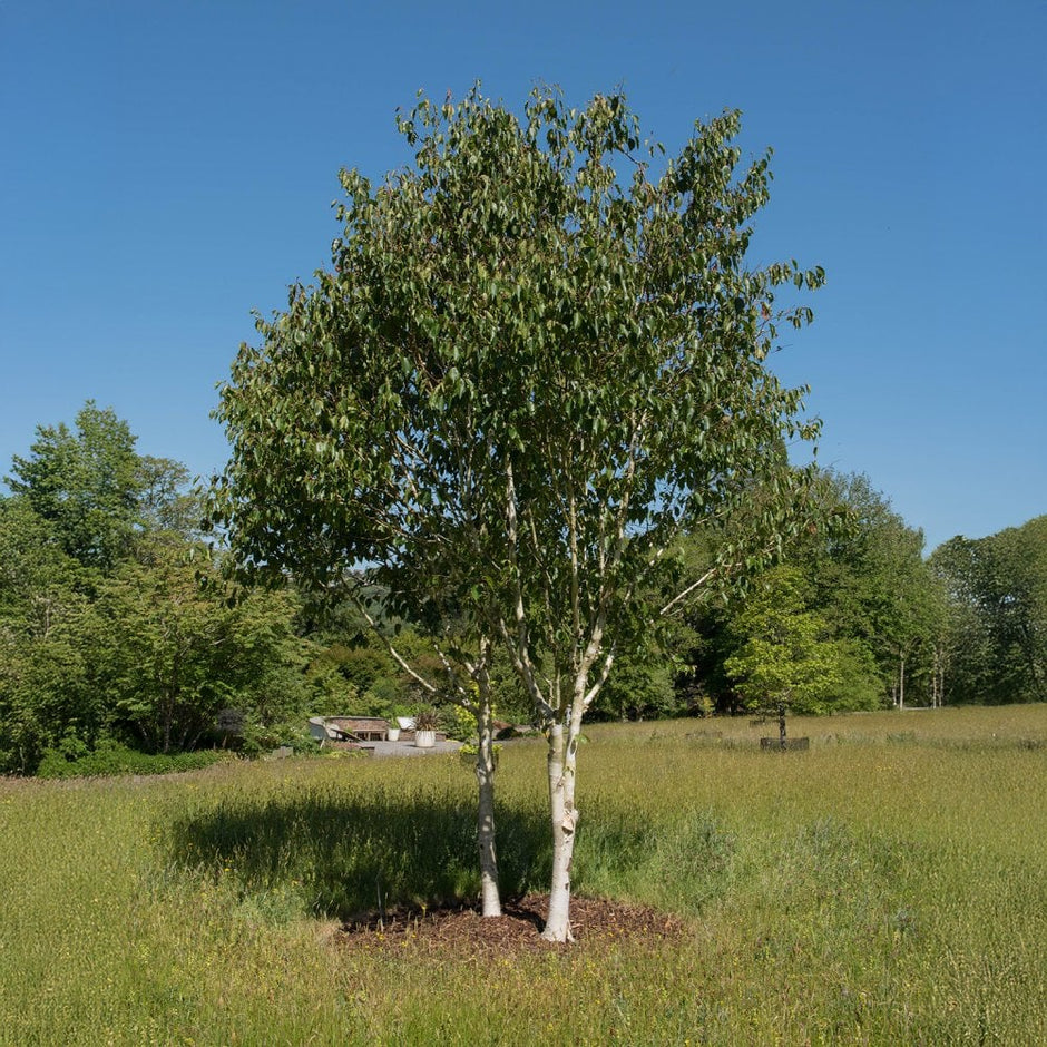 Multi Stem Betula utilis jacquemontii Himalayan Birch | Ornamental Trees