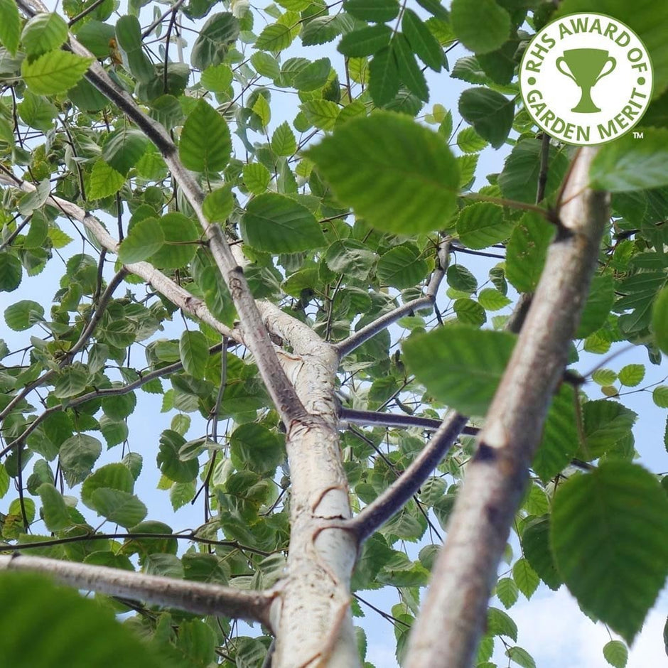 Birch Trees | Betula Trees For Sale | Ornamental Trees