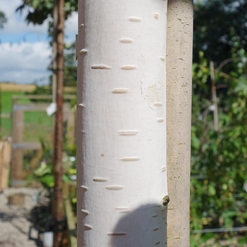White Bark Himalayan Birch Trees | Betula | Ornamental Trees