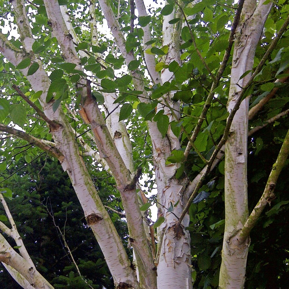 Multi Stem Betula utilis jacquemontii Himalayan Birch | Ornamental Trees