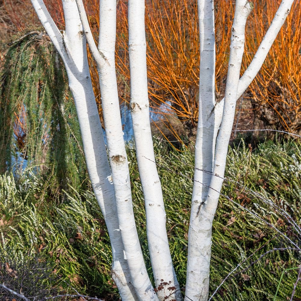 Multi Stem Betula utilis jacquemontii Snow Queen Birch | Ornamental Trees