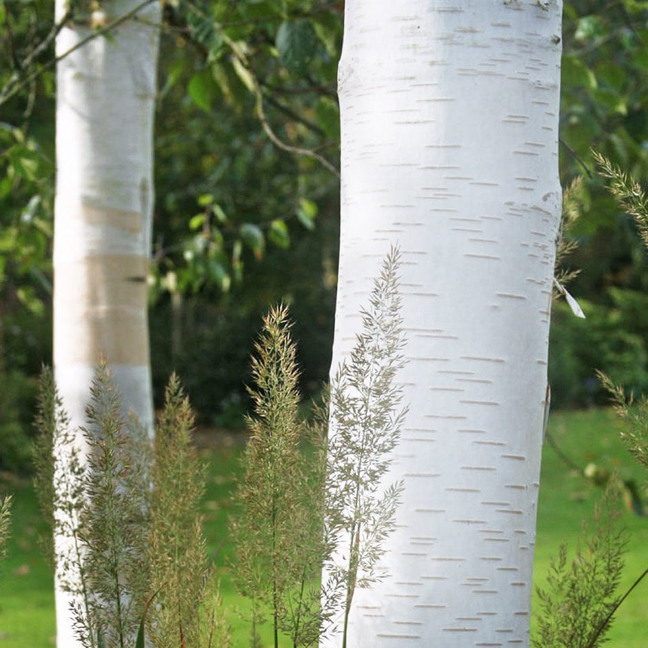 Birch Trees | Betula Trees For Sale | Ornamental Trees
