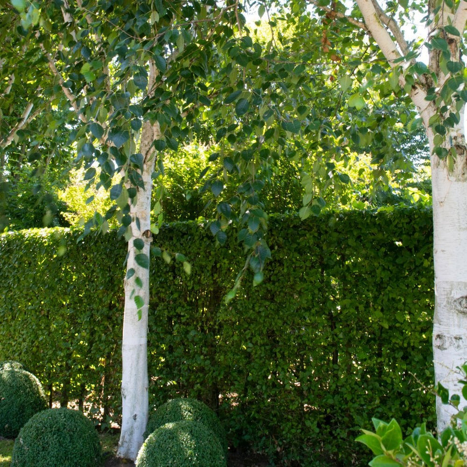 White Bark Himalayan Birch Trees | Betula | Ornamental Trees