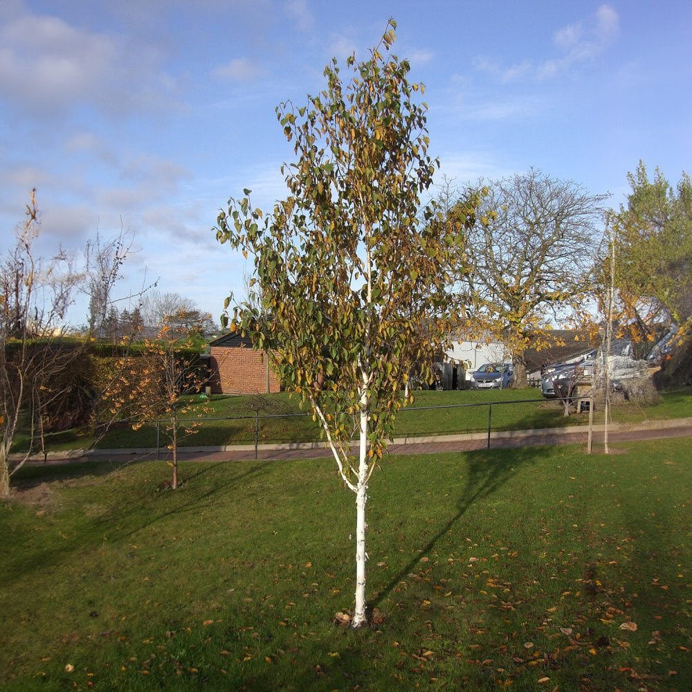 Betula utilis jacquemontii Trinity College Birch | Ornamental Trees