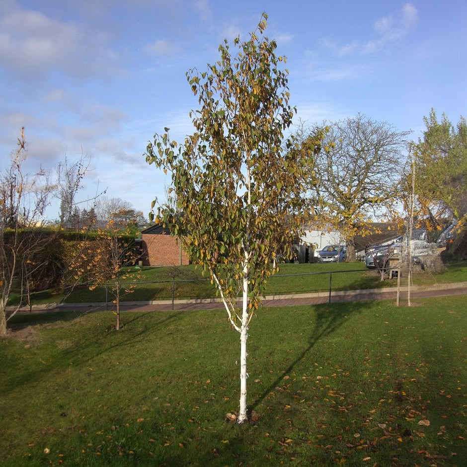 Small Birch Trees | Dwarf Betula | Ornamental Trees