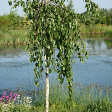 Small Birch Trees | Dwarf Betula | Ornamental Trees