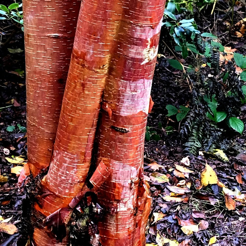 Birch Trees | Betula Trees For Sale | Ornamental Trees