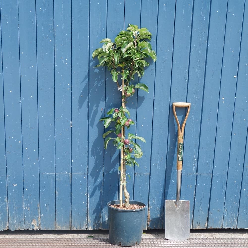 Blue Moon Columnar Cordon Apple Tree | Ornamental Trees