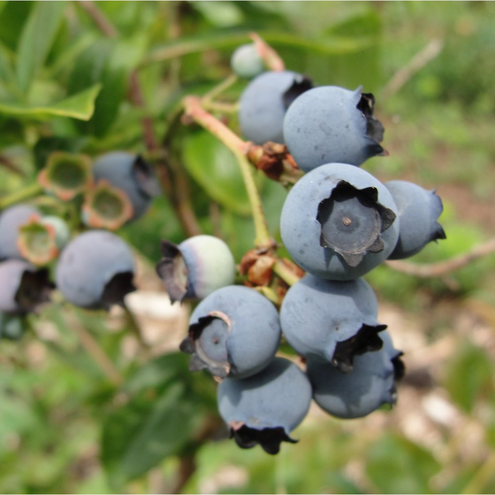 Bluecrop Blueberry Bush | Fruiting Blueberry Plants | Ornamental Trees