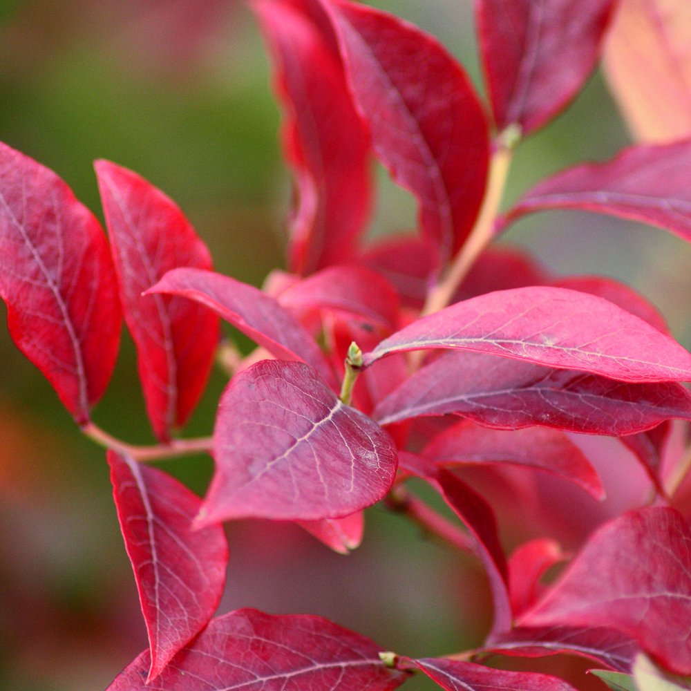 Bluecrop Blueberry Bush | Fruiting Blueberry Plants | Ornamental Trees