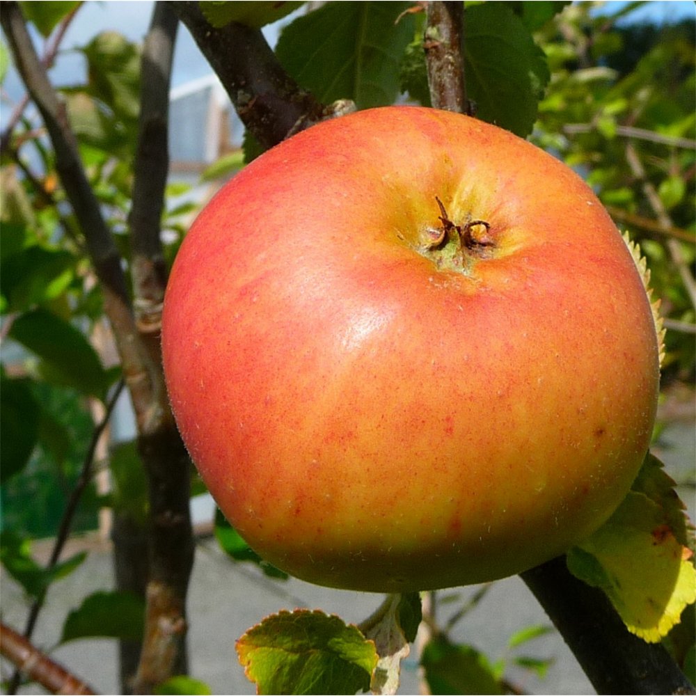 Apple Bramley Clone 20 | Compact Cooking Apple Tree | Ornamental Trees