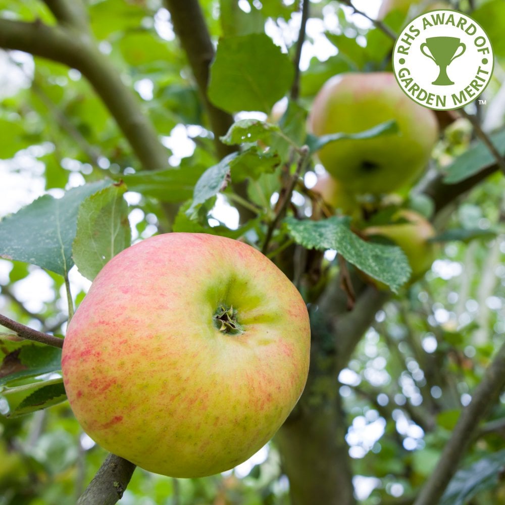 Bramley Seedling Apple Tree | Cooking Apple Trees | Ornamental Trees
