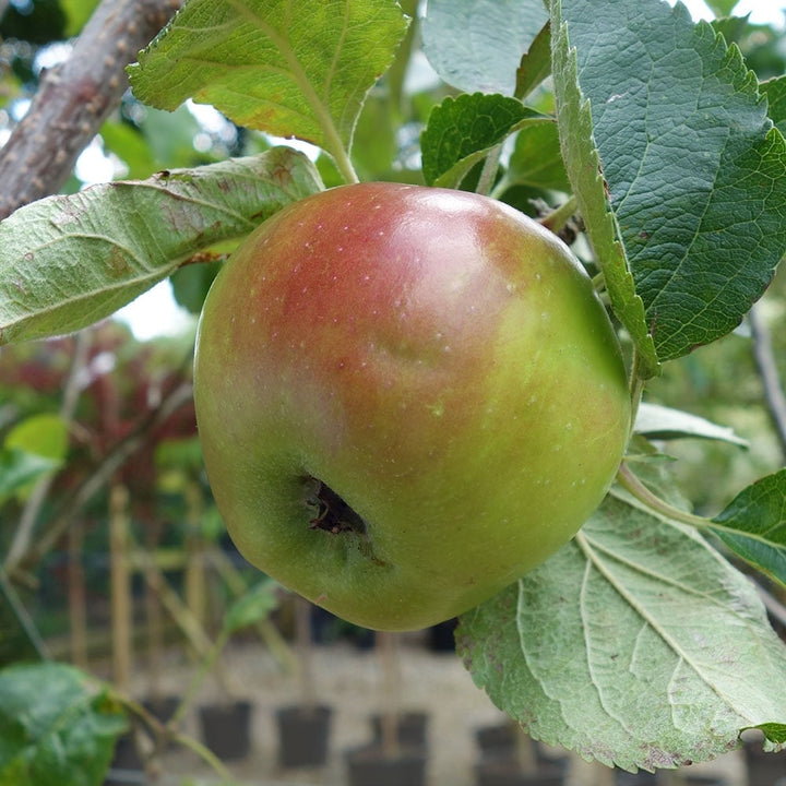 Espalier, Cordon & Fan Trained Fruit Trees For Sale | Ornamenta Trees ...