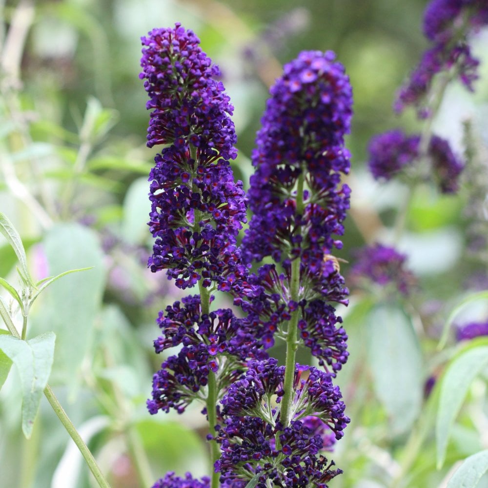 Buddleja davidii Black Knight | Purple Butterfly Bushes – Ornamental Trees