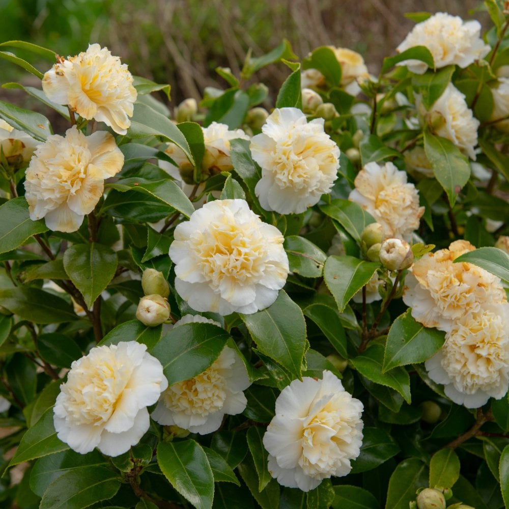 Camellia japonica Brushfields Yellow Evergreen Shrubs – Ornamental Trees