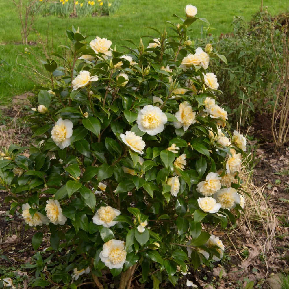 Camellia japonica Brushfields Yellow Evergreen Shrubs – Ornamental Trees