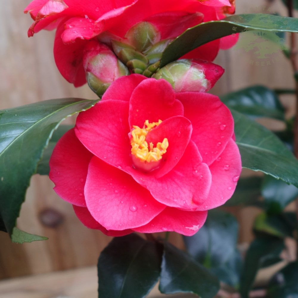 Camellia reticulata Mary Williams | Evergreen Shrub | Ornamental Trees