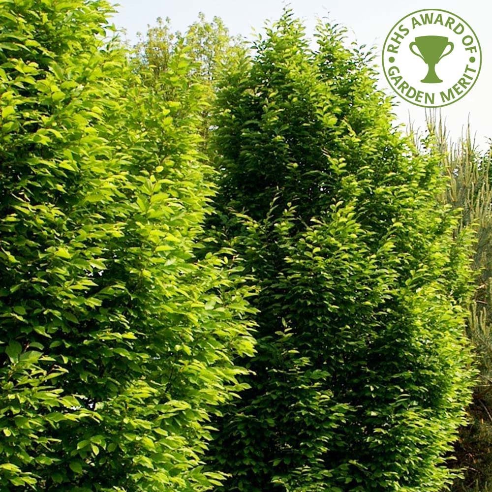 Carpinus betulus Fastigiata | Upright Hornbeam Tree | Ornamental Trees