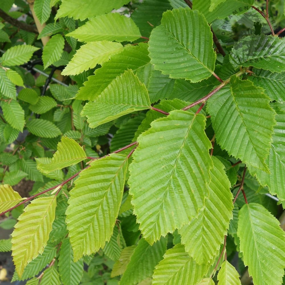 Carpinus betulus Fastigiata | Upright Hornbeam Tree | Ornamental Trees