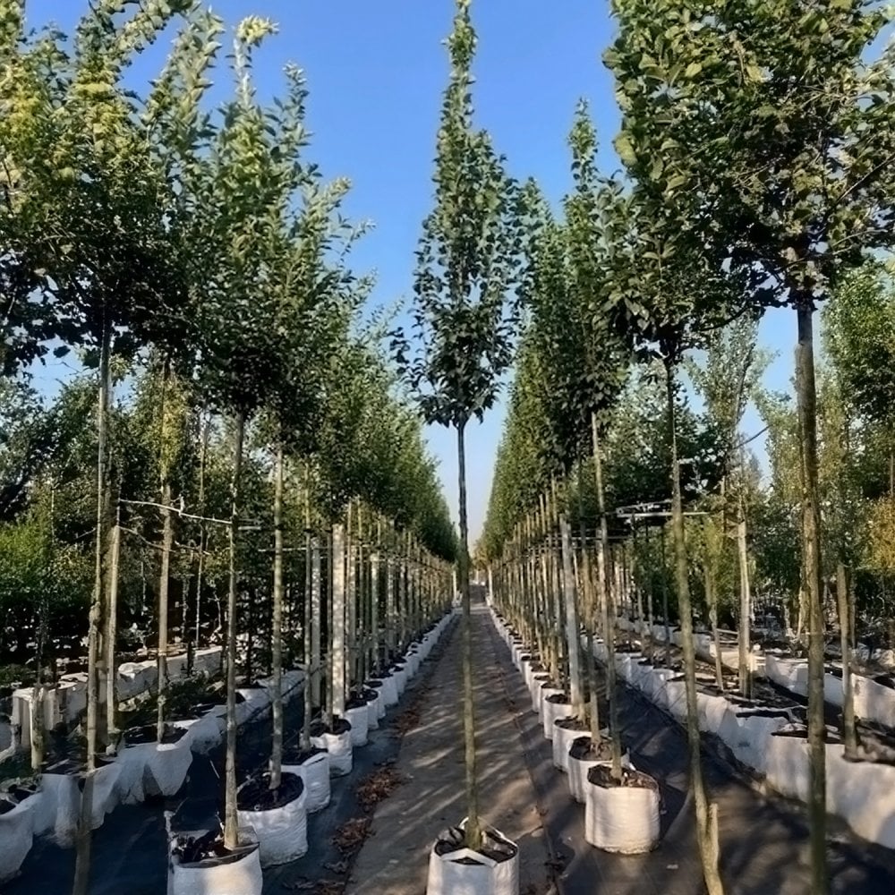 Carpinus betulus Lucas | Buy Upright Hornbeam TreeS | Ornamental Trees