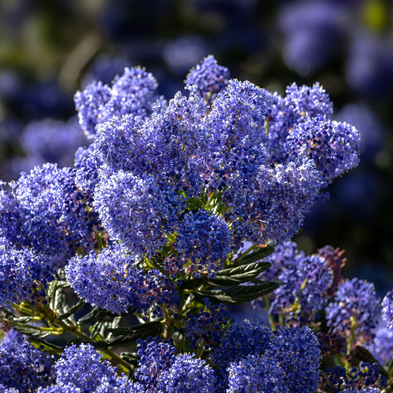 Ceanothus Concha | Buy Californian Lilac Shrubs | Ornamental Trees