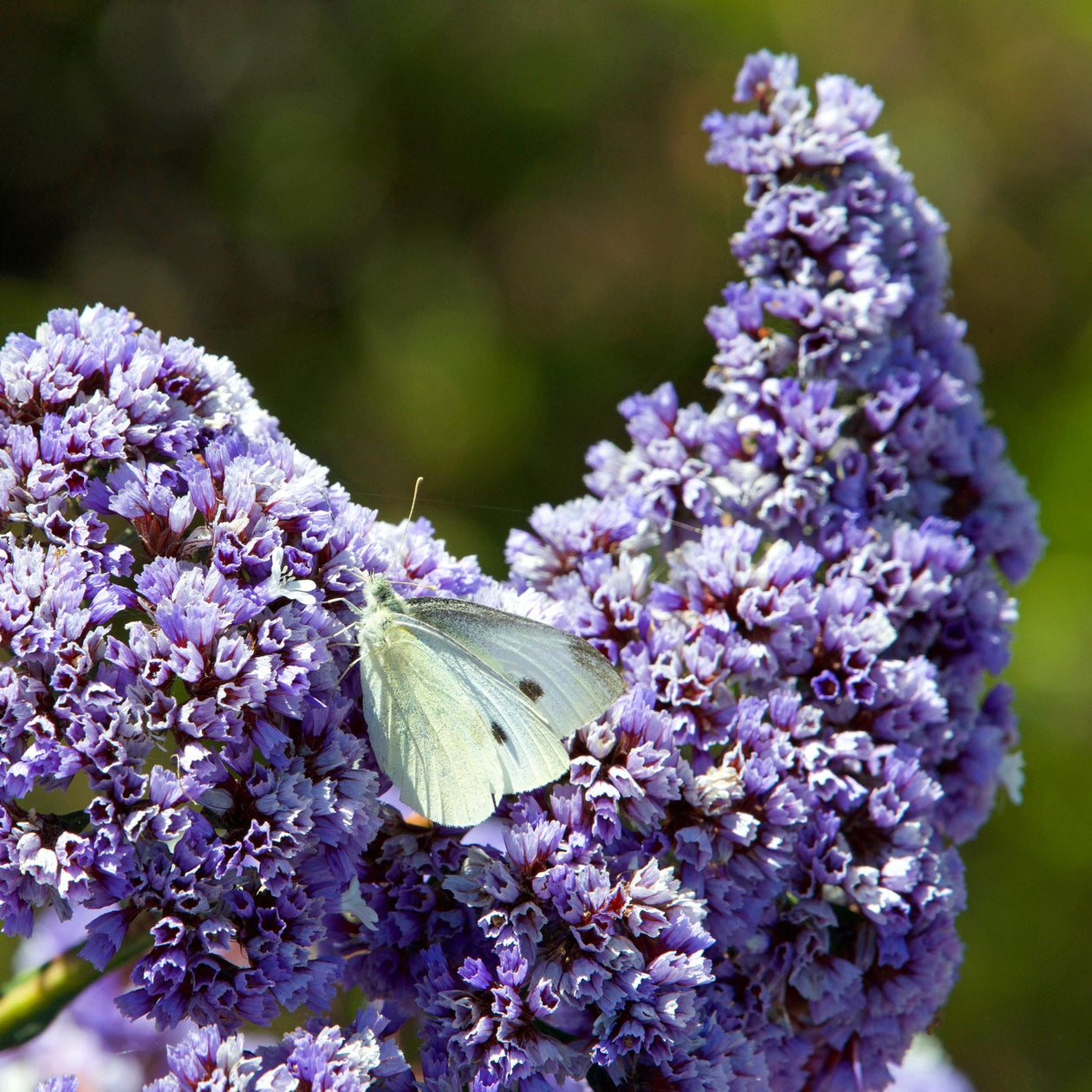 Ceanothus Concha | Buy Californian Lilac Shrubs | Ornamental Trees