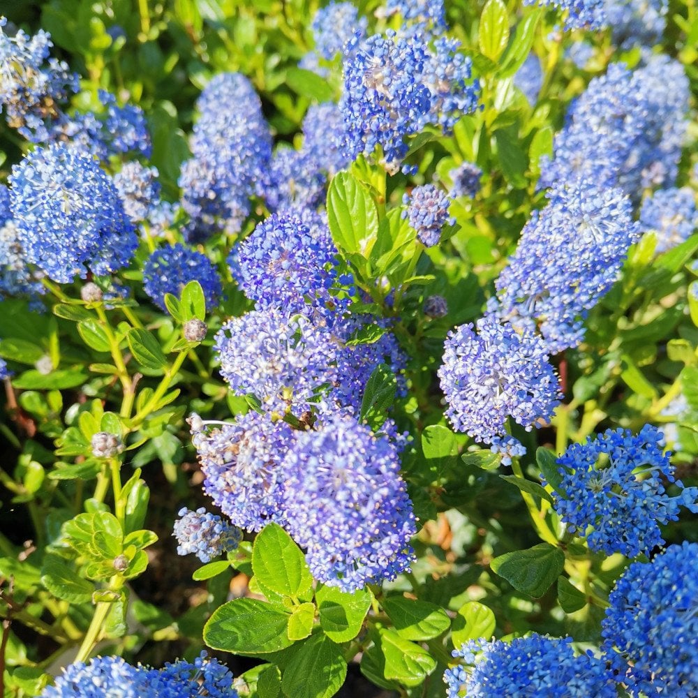 Ceanothus impressus Victoria Californian Lilac Bush | Ornamental Trees