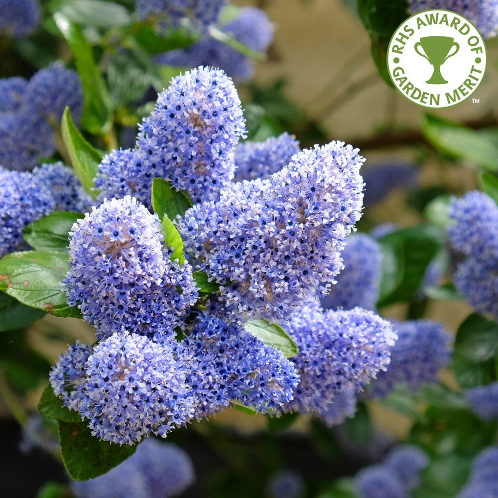 Ceanothus Trewithen Blue | Californian Lilac Trees For Sale ...