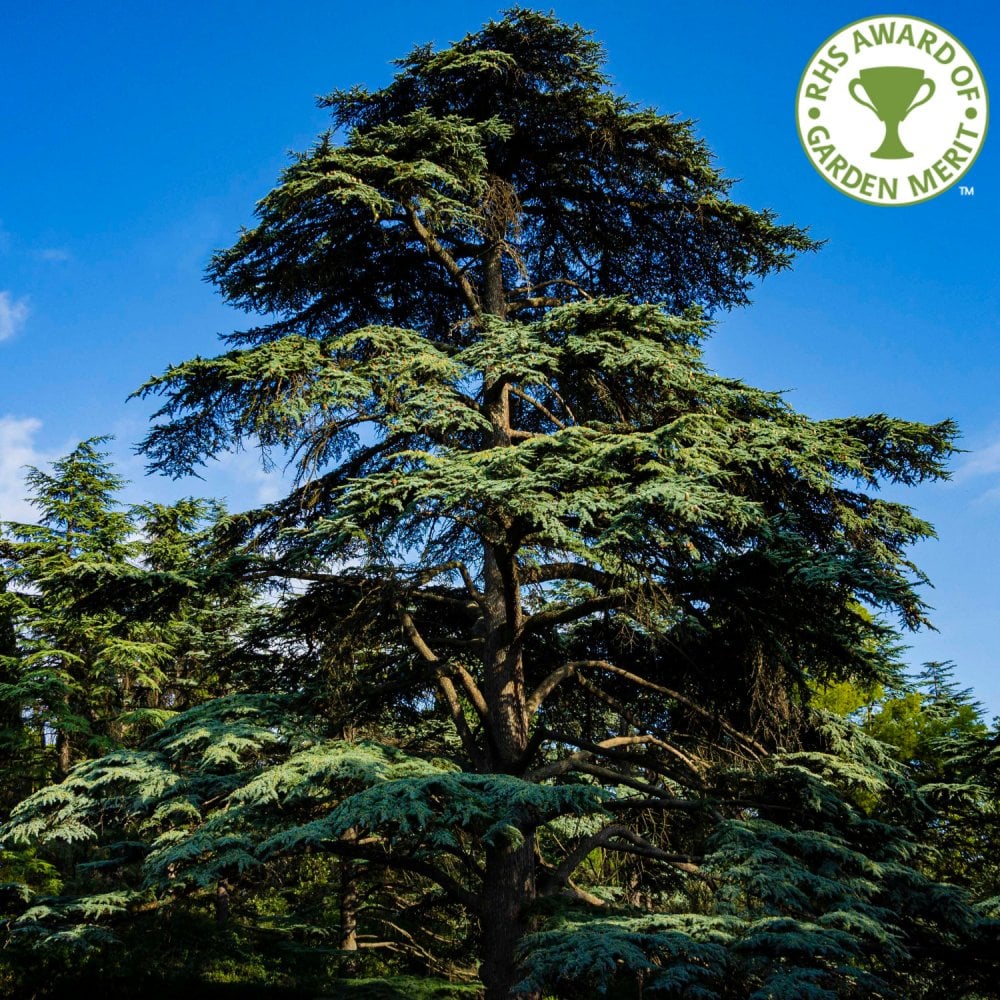 Cedrus libani | Buy Cedar Of Lebanon Conifer Trees – Ornamental Trees