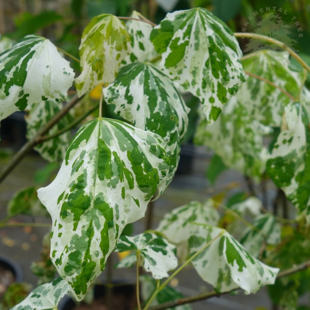 Cercis canadensis Alley Cat | Variegated Redbud Tree | Ornamental Trees