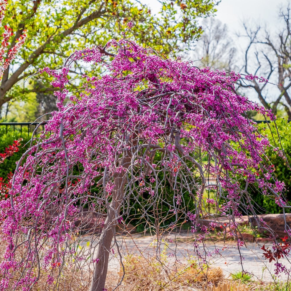 Cercis canadensis Traveller | Pink Flowering Tree | Ornamental Trees