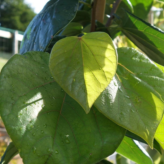 Cercis chinensis Avondale | Buy Chinese Redbud | Ornamental Trees