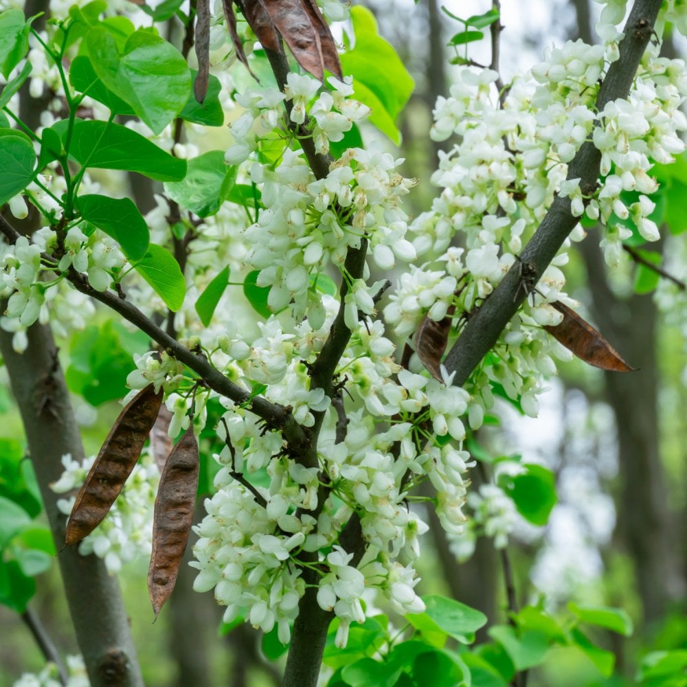 Cercis chinensis Shirobana | White Flowering Redbud | Ornamental Trees