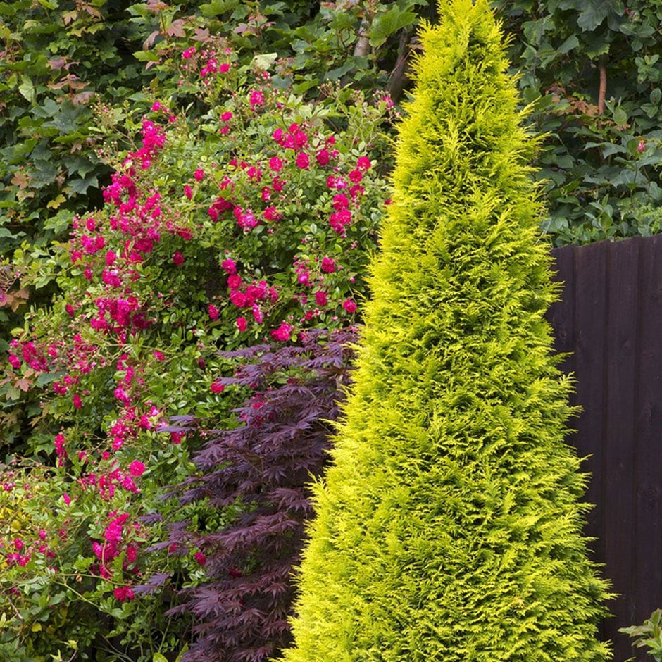 Dwarf Conifers & Small Coniferous Plants | Ornamental Trees