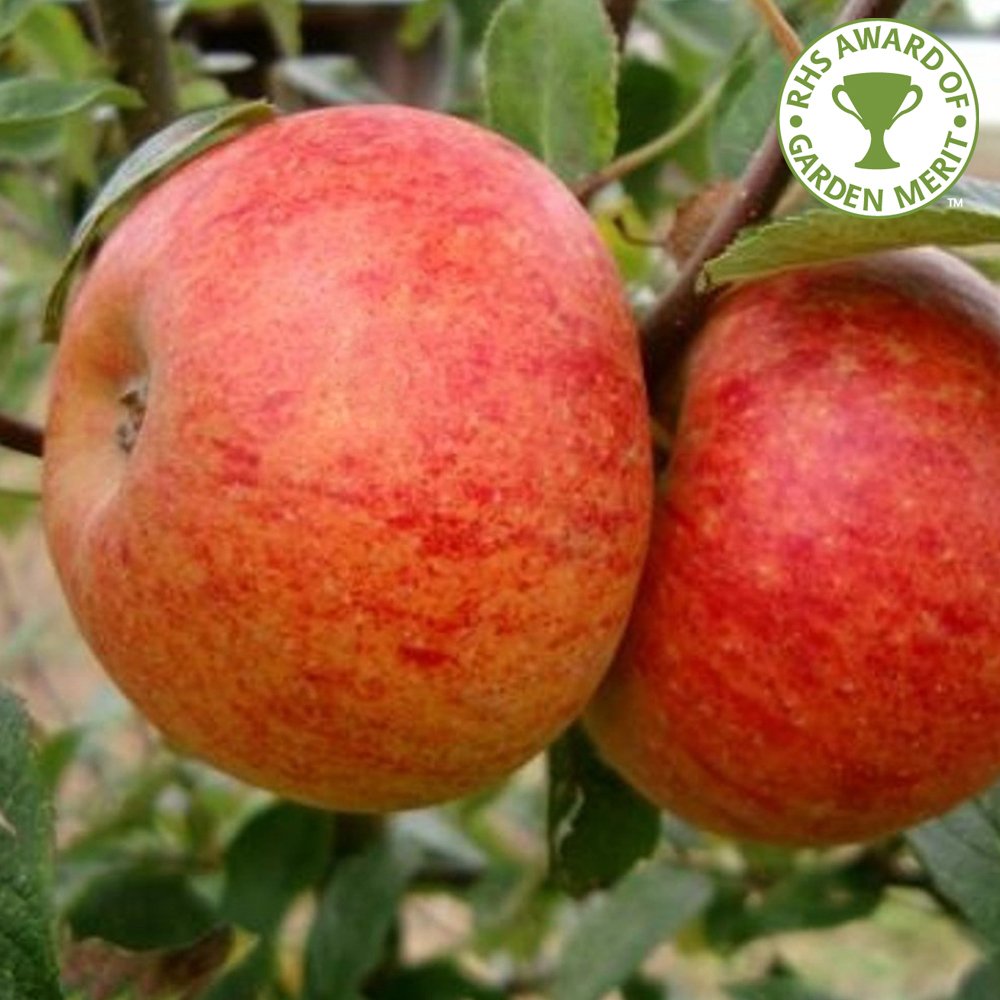 Charles Ross Apple Tree | Dual Purpose Apple | Ornamental Trees