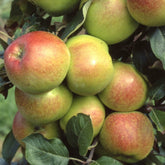 Katy Apple Trees For Sale | Eating & Juicing Apples | Ornamental Trees