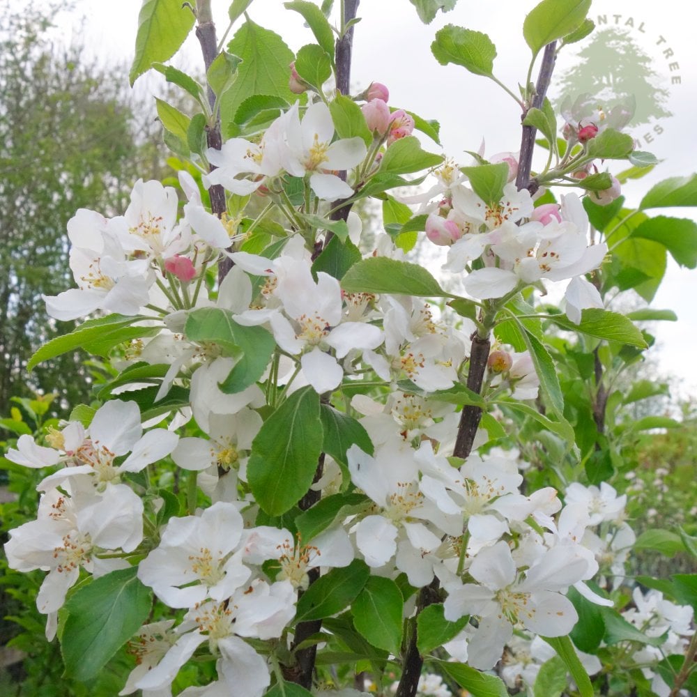 Christmas Pippin Apple Tree | Malus For Sale | Ornamental Trees