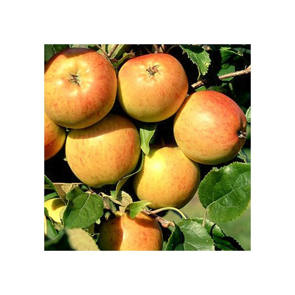Cox Self Fertile Apple Tree | Self Pollinating | Ornamental Trees