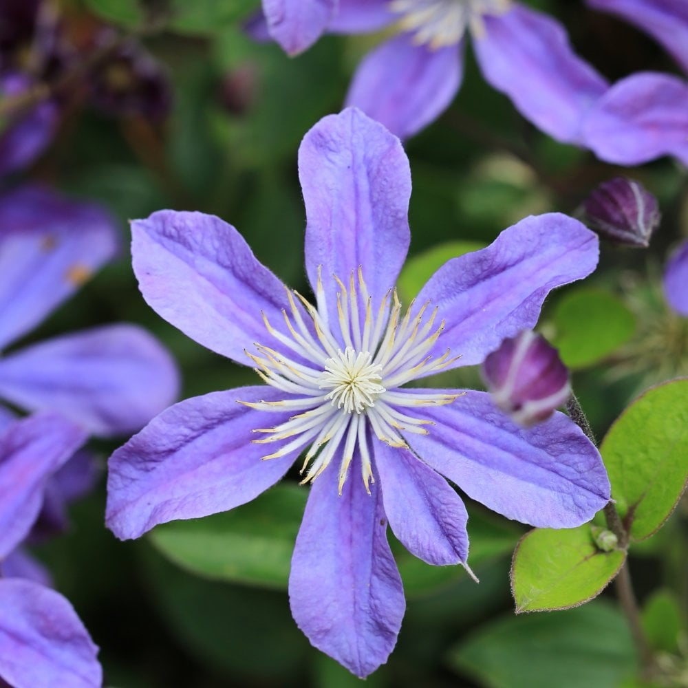 Clematis Arabella | Semi-Climbing Plants | Ornamental Trees