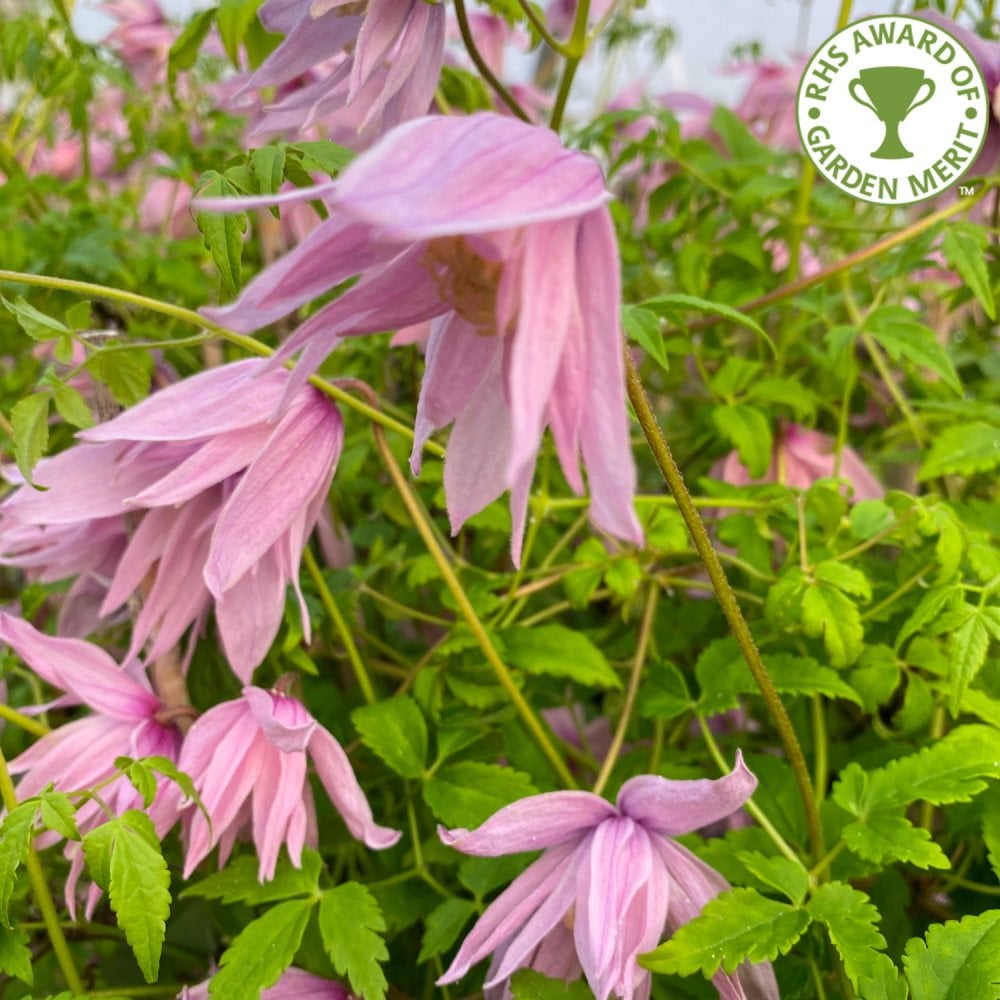 Clematis Markhams Pink | Climbing Plants | Ornamental Trees