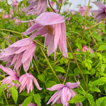 Clematis Flowering Climbing Plants | Ornamental Trees