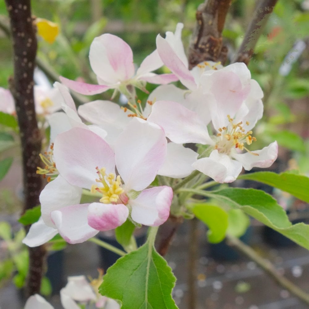 Cobra Apple | Eating & Cooking Apple Trees For Sale – Ornamental Trees