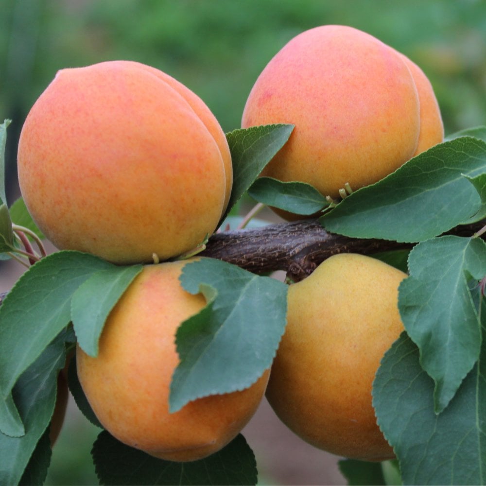Compacta Apricot Tree | Self Fertile Dwarf Apricot | Ornamental Trees