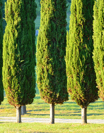 Conifer Trees For Sale | Coniferous | Ornamental Trees