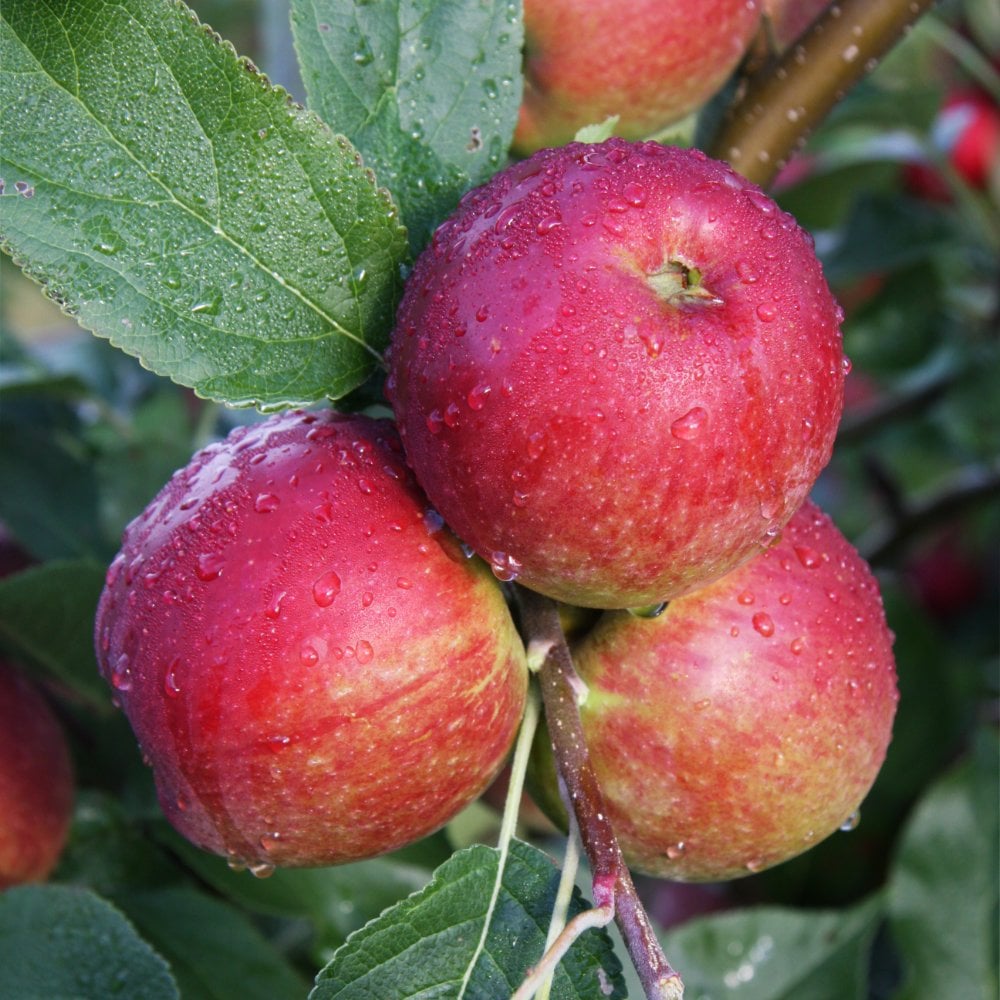 Core Blimey Apple Tree | Easy To Grow Apples | Ornamental Trees