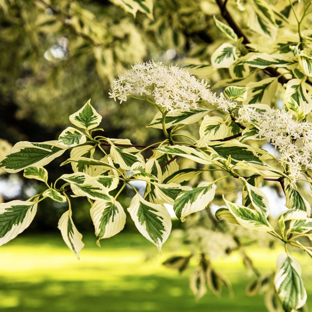 Cornus controversa Variegata | Wedding Cake Tree | Ornamental Trees