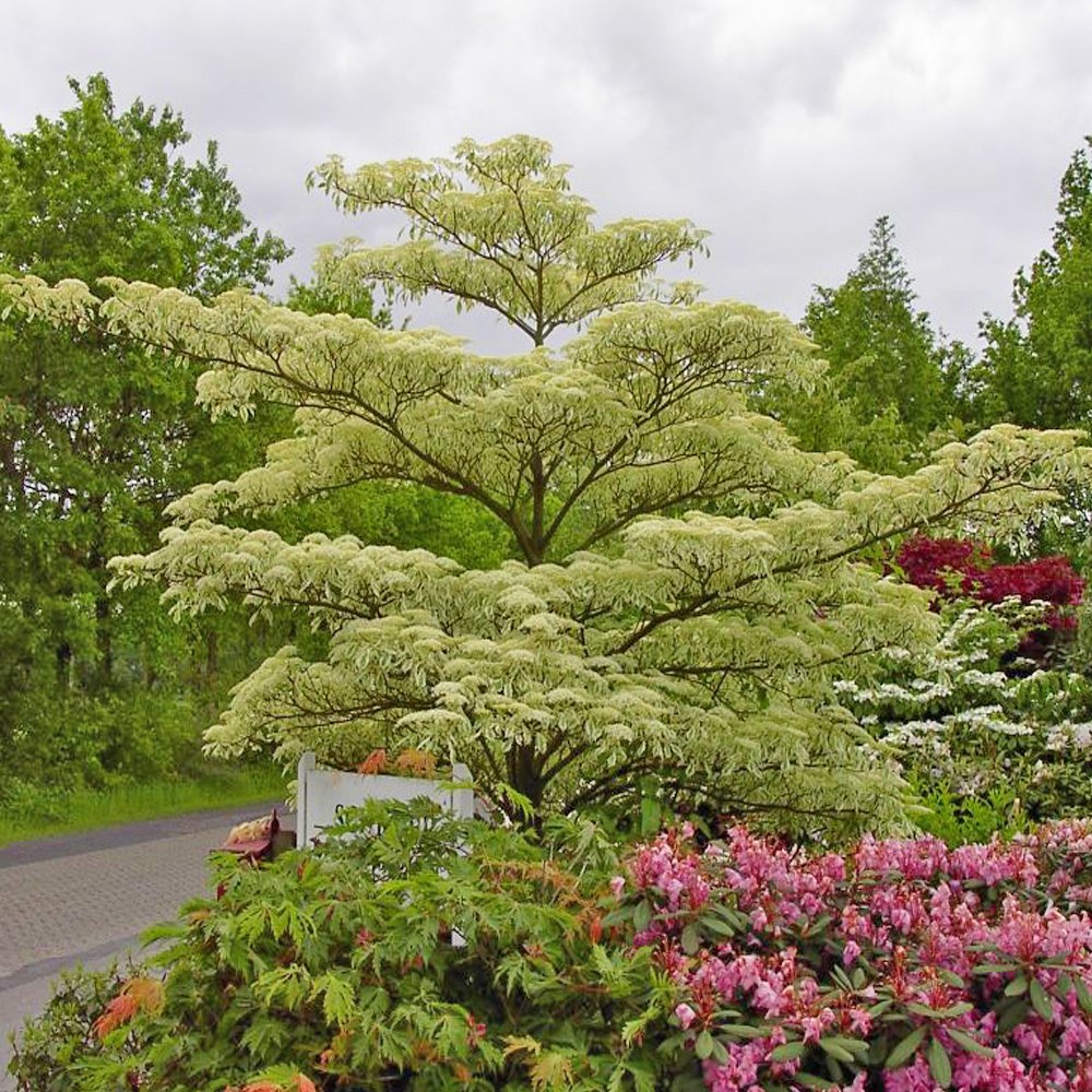 Cornus controversa Variegata | Wedding Cake Tree | Ornamental Trees