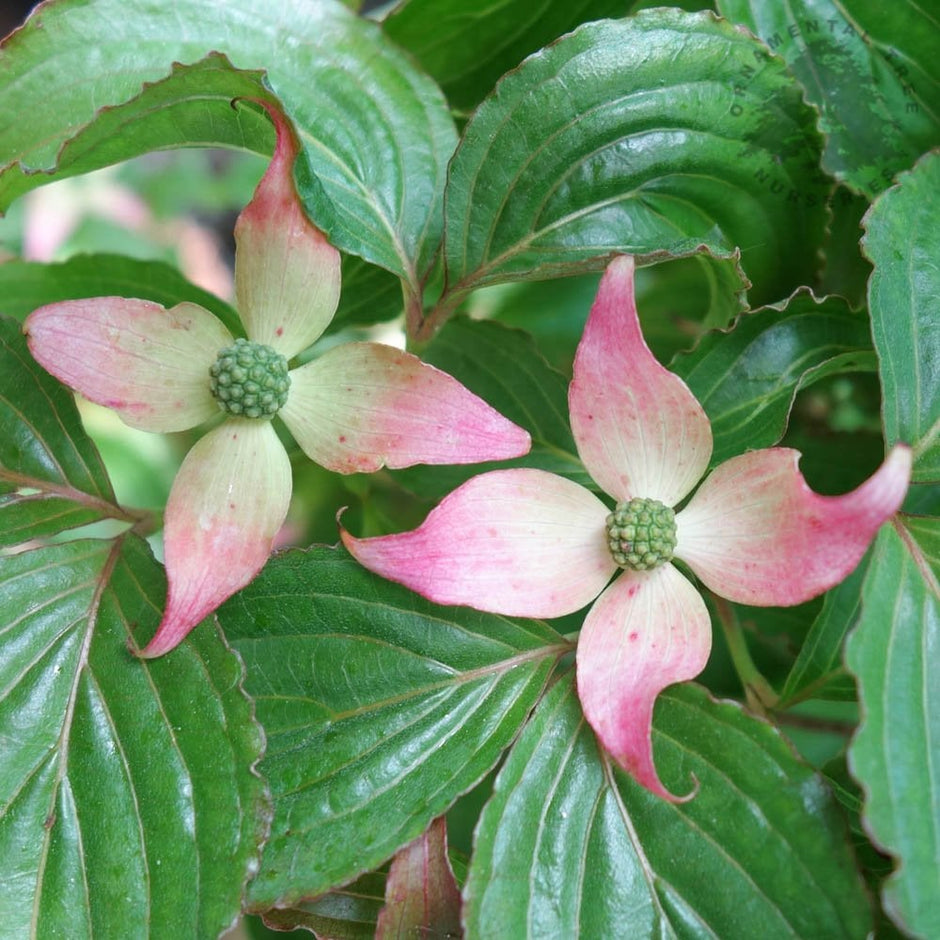 Cornus kousa Miss Satomi | Pink Flowering Dogwood | Ornamental Trees